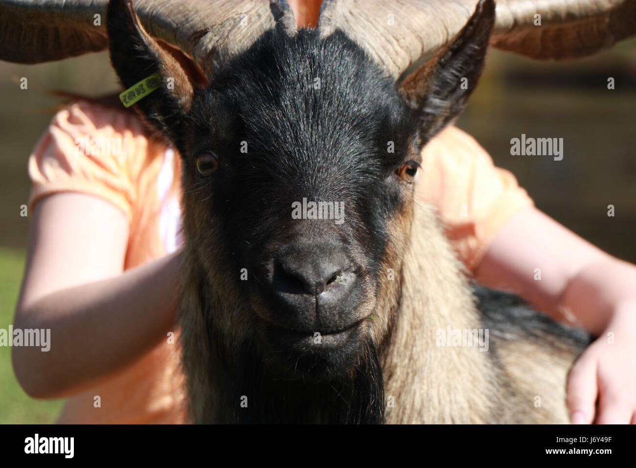 Goat she animal child hi-res stock photography and images - Alamy