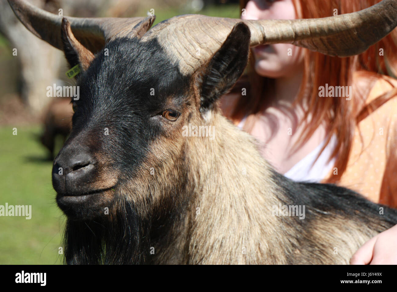 child with goat Stock Photo - Alamy