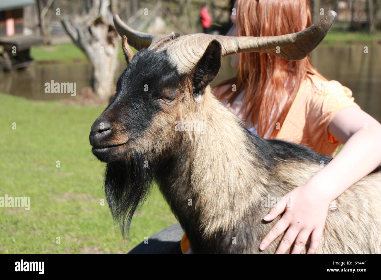 Love goats hi-res stock photography and images - Alamy