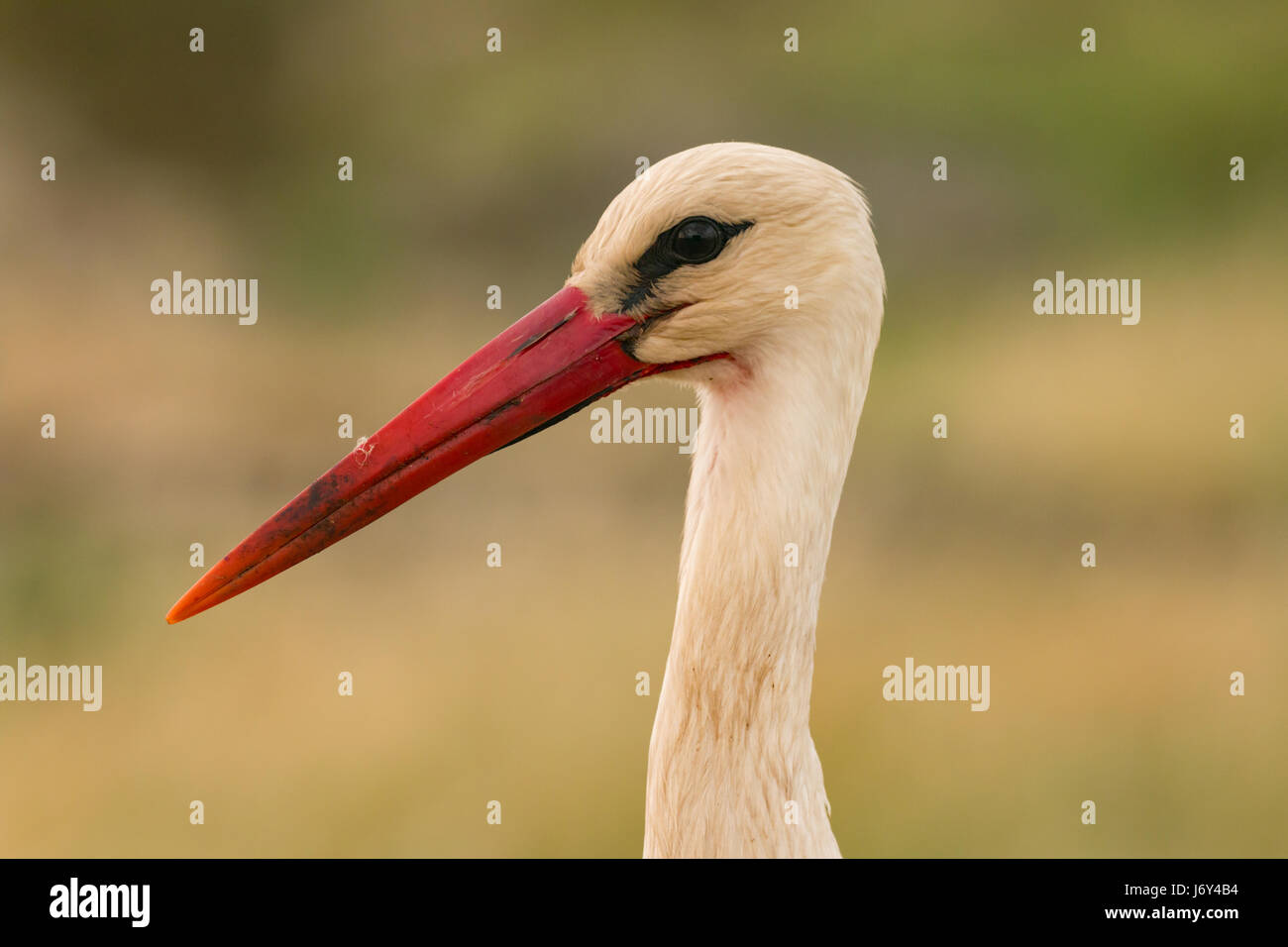 Natural profile of a elegant stork in the field Stock Photo - Alamy