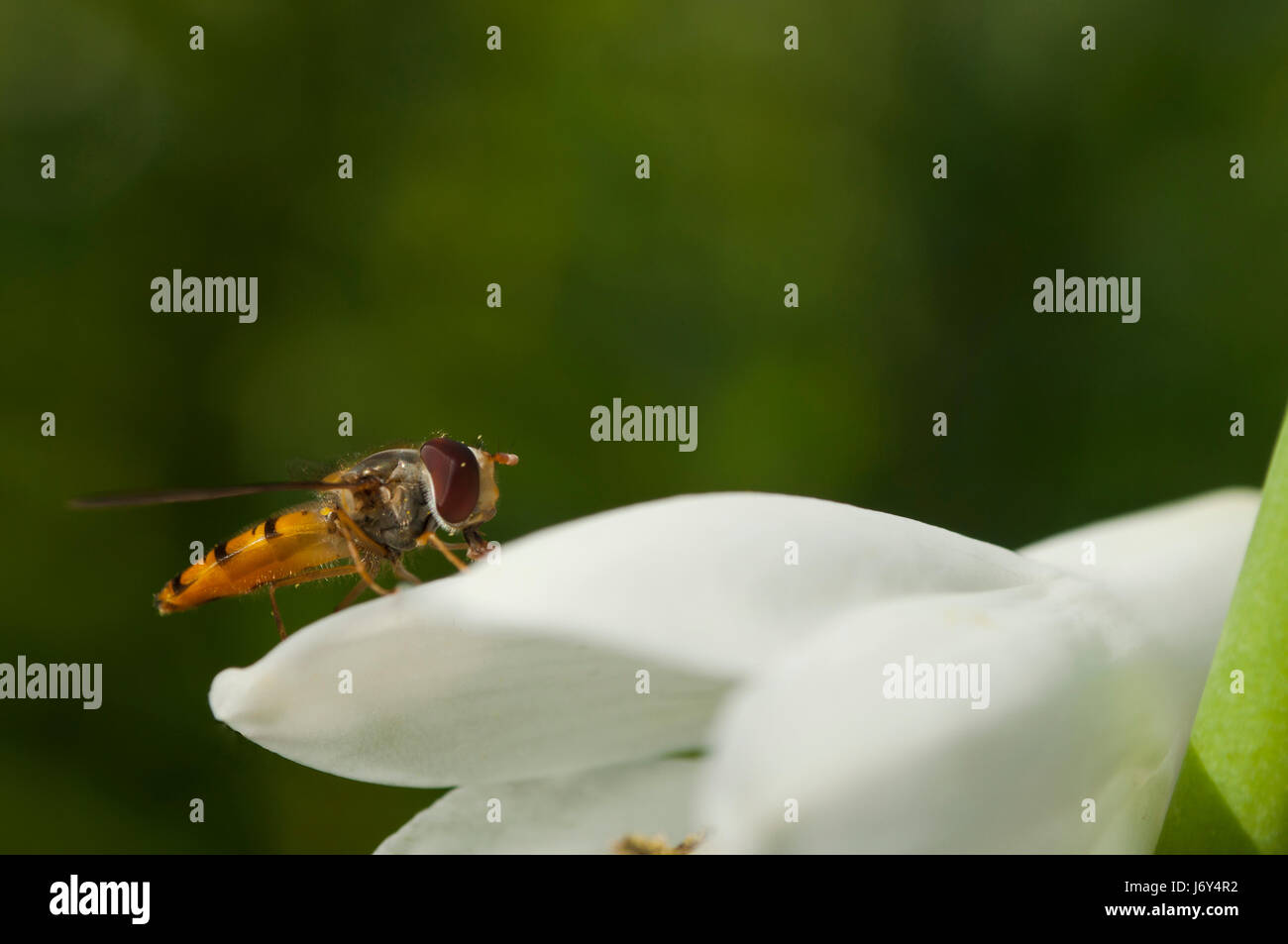 insect fauna animals flora wing striated nature garden flies insect ...