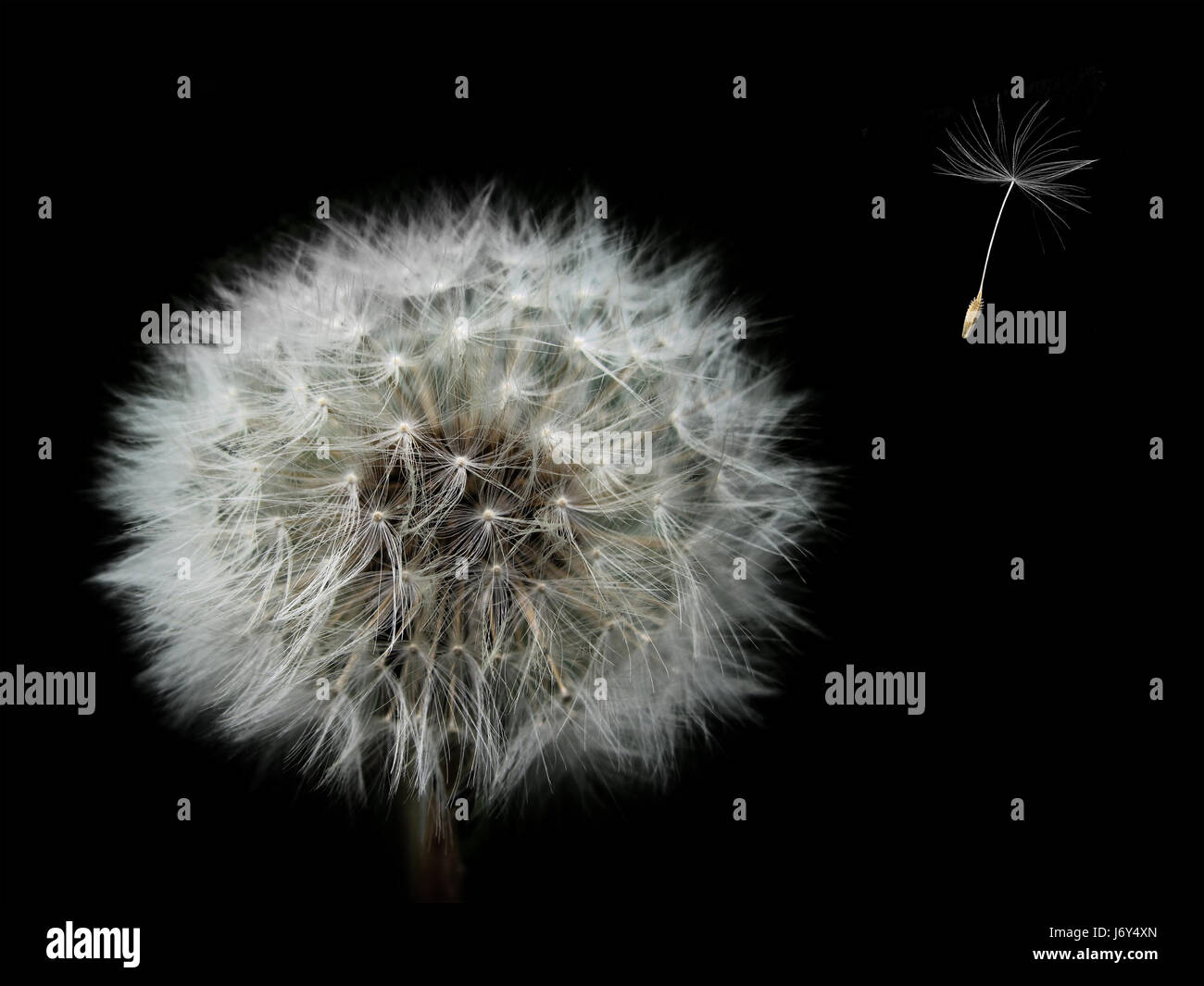 travel flower plant offspring dandelion seed departure child wind ...