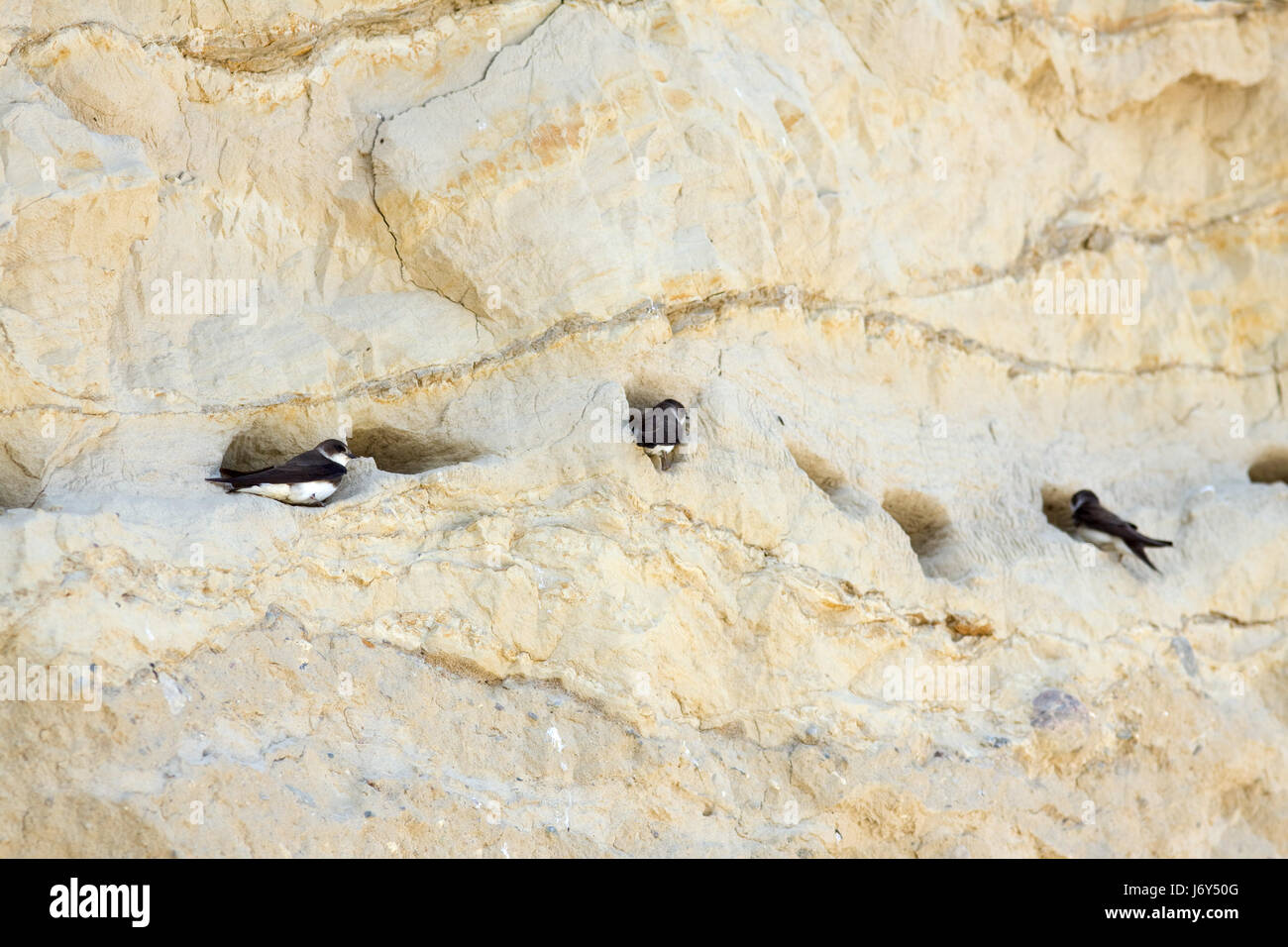 bird birds nest sandstone steep coast swallows flies bird animals birds ...