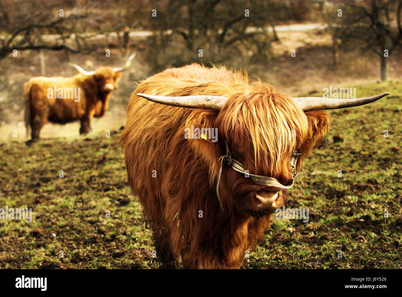 tree trees horn mane meadow willow tree trees horn mane meadow willow ...