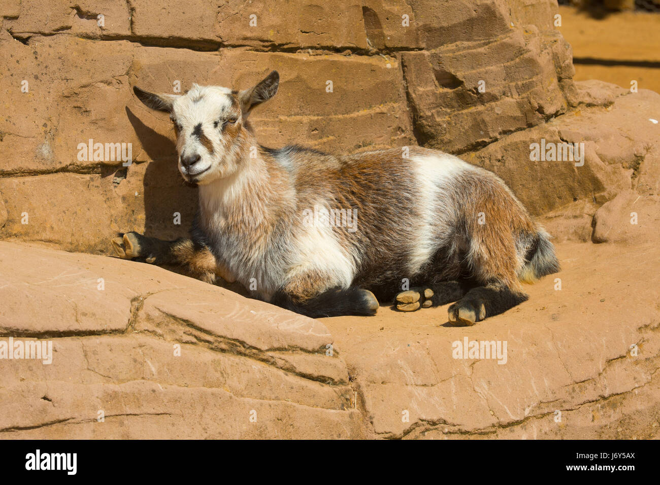 An african goat relaxing in the sunshine on some rocks Stock Photo - Alamy