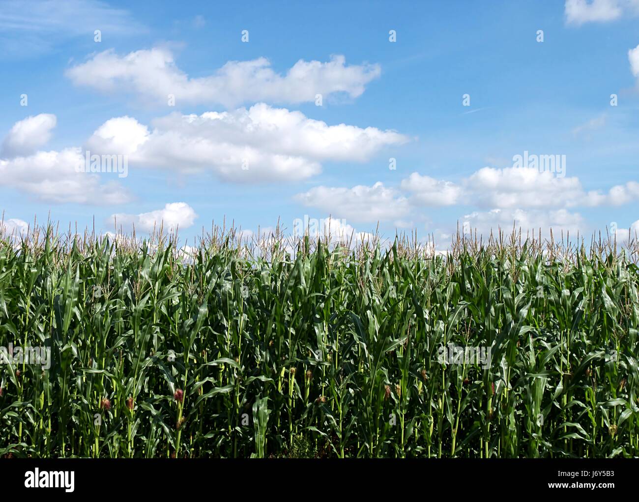 corn field crop cornfield corn-growing firmament sky clouds agriculture ...