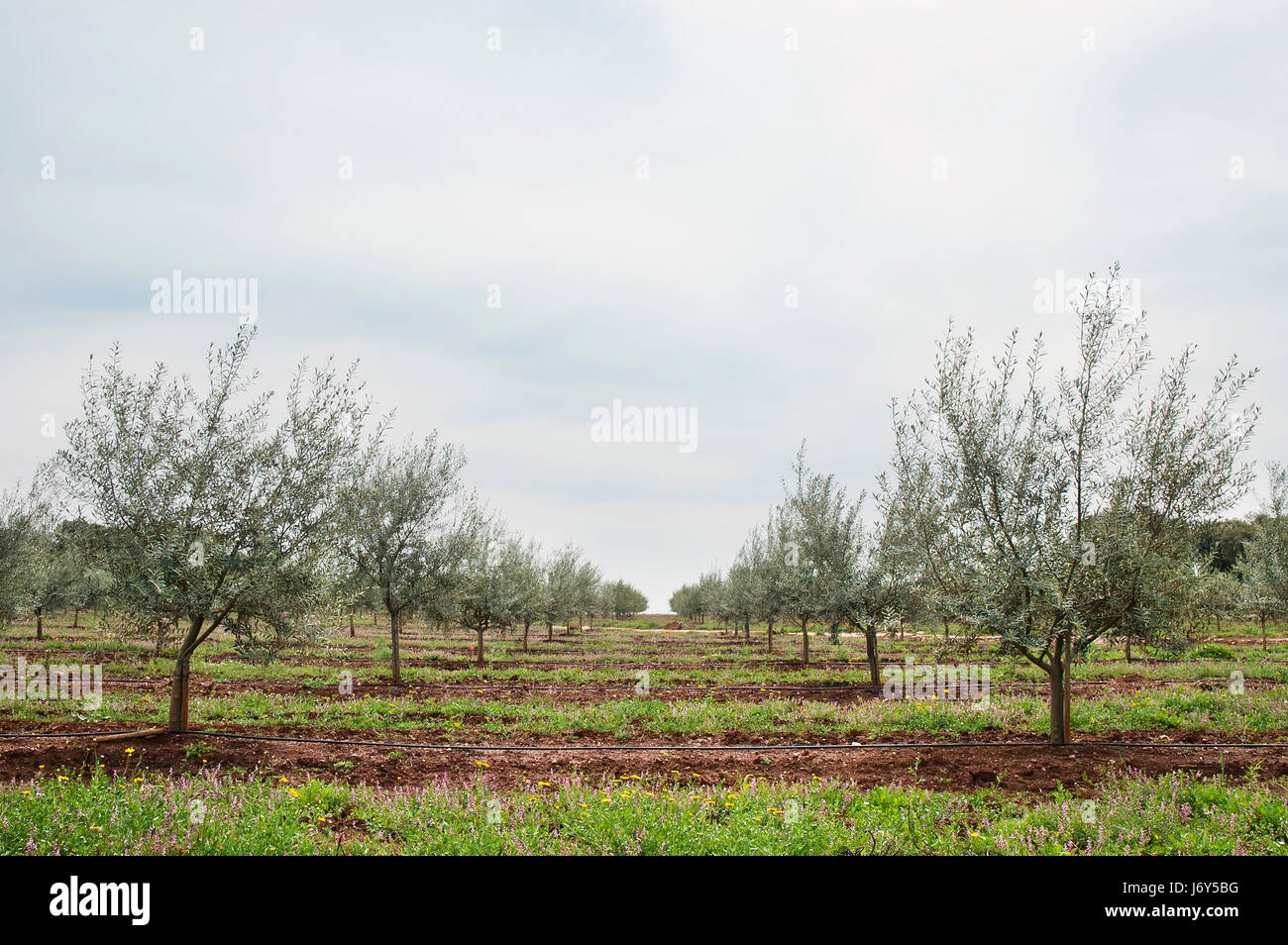 tree portugal olive grove aligned watering irrigation line blue tree ...