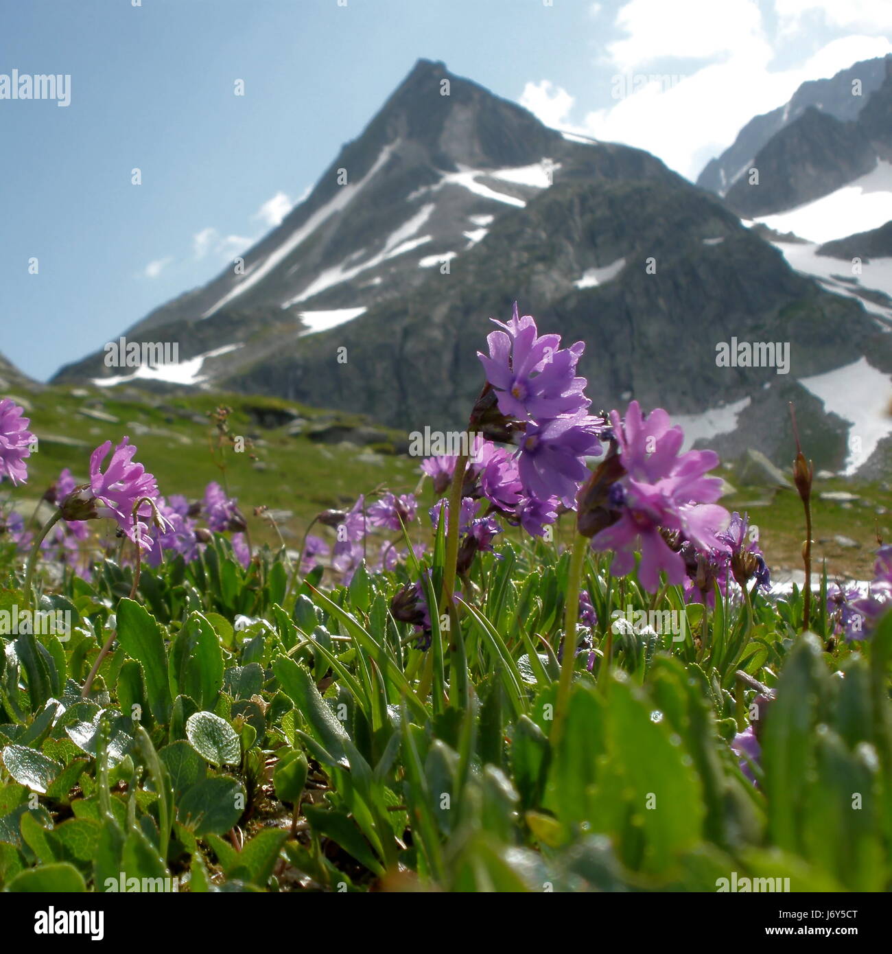 purple meadow firmament sky mountain blue flower plant green bloom ...