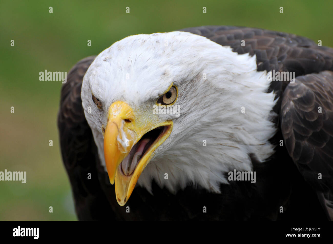 Bawler hi-res stock photography and images - Alamy