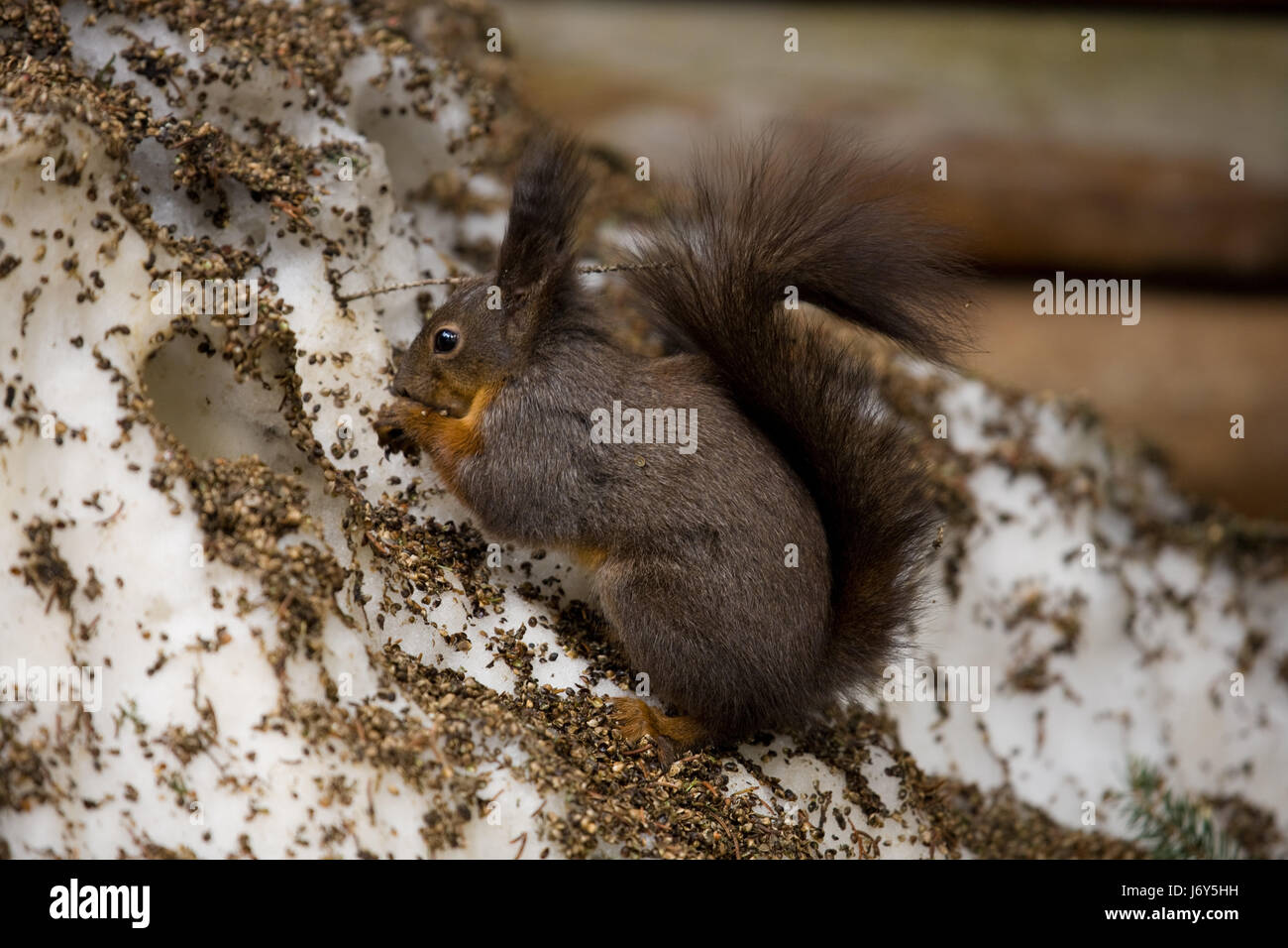 fodder winter animal mammal fauna wild rodent snowy bushy to gorge ...