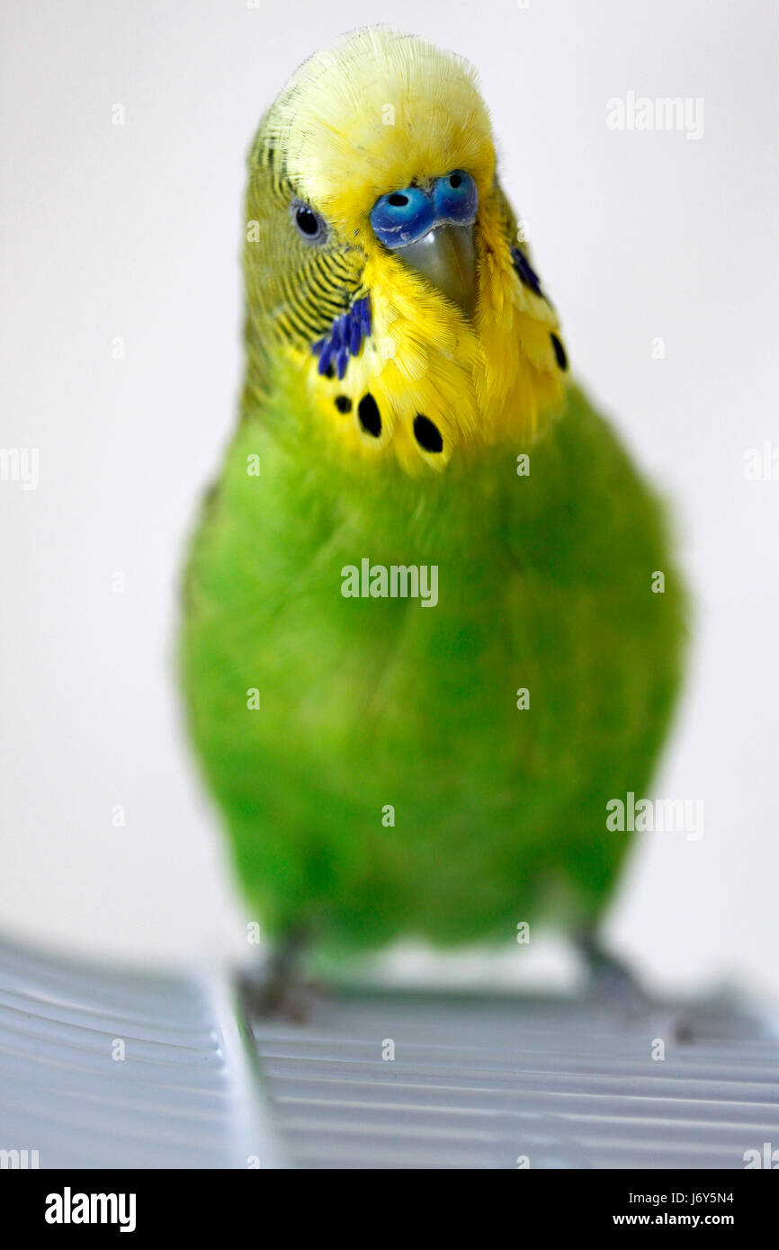 pet bird birds small tiny little short feathers budgerigar sing ...