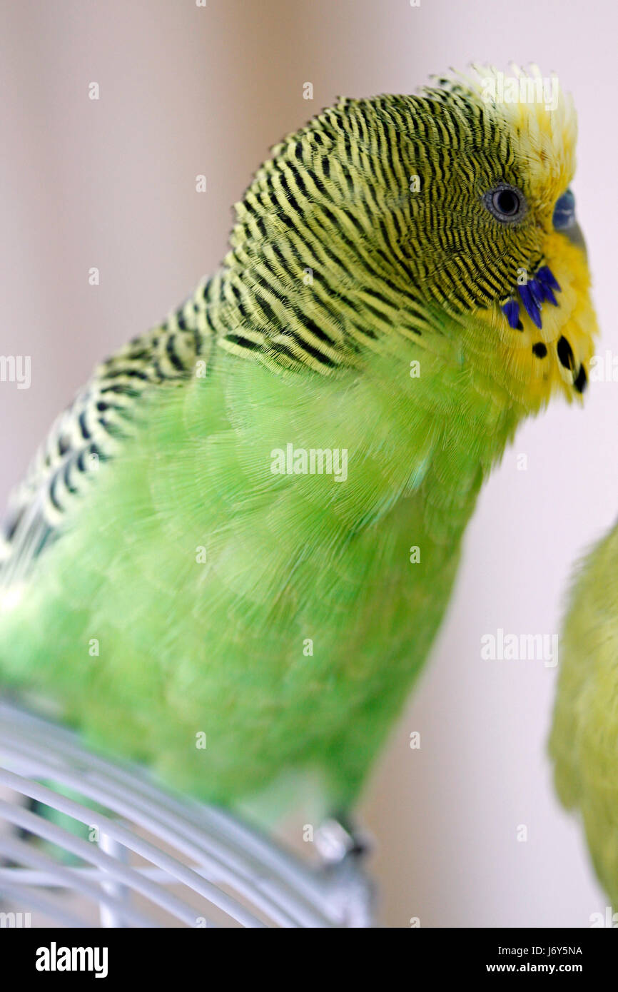 pet bird birds small tiny little short feathers budgerigar sing ...