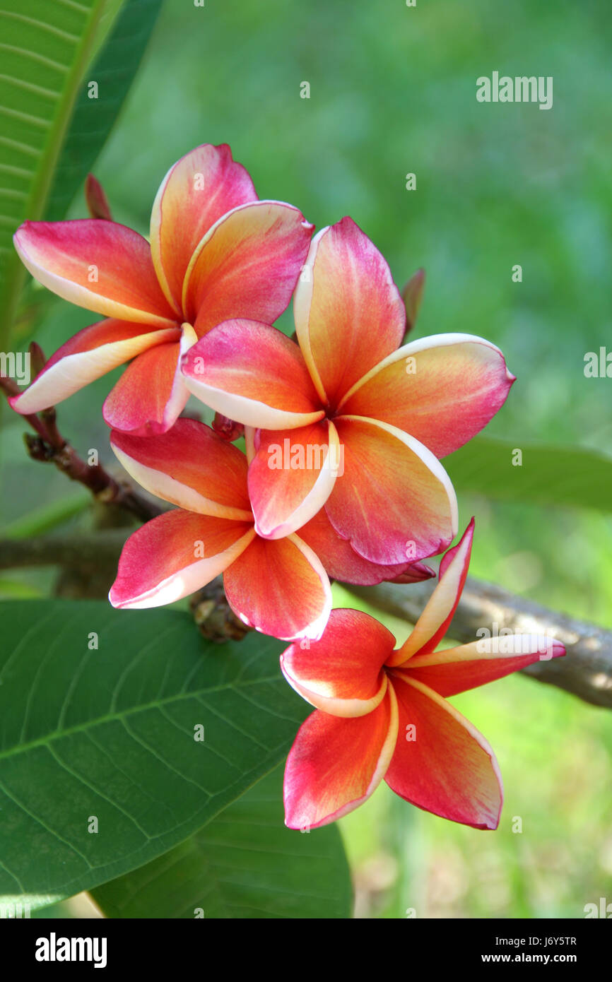 tree flower plant bloom blossom flourish flourishing tropical outdoors ...
