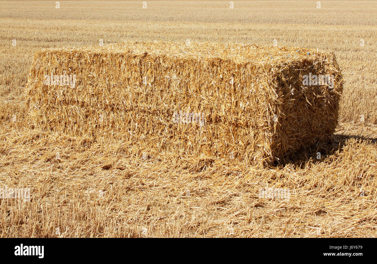 culture agriculture farming stack hay bundle haystack straw macro close ...