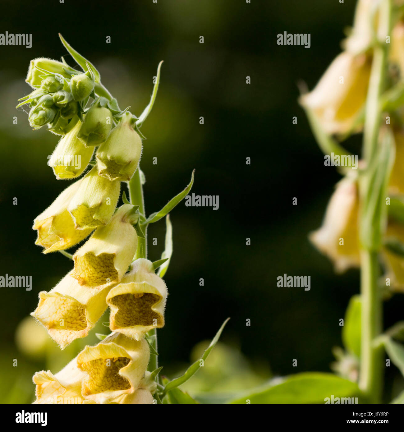 yellow foxglove - digitalis lutea Stock Photo - Alamy