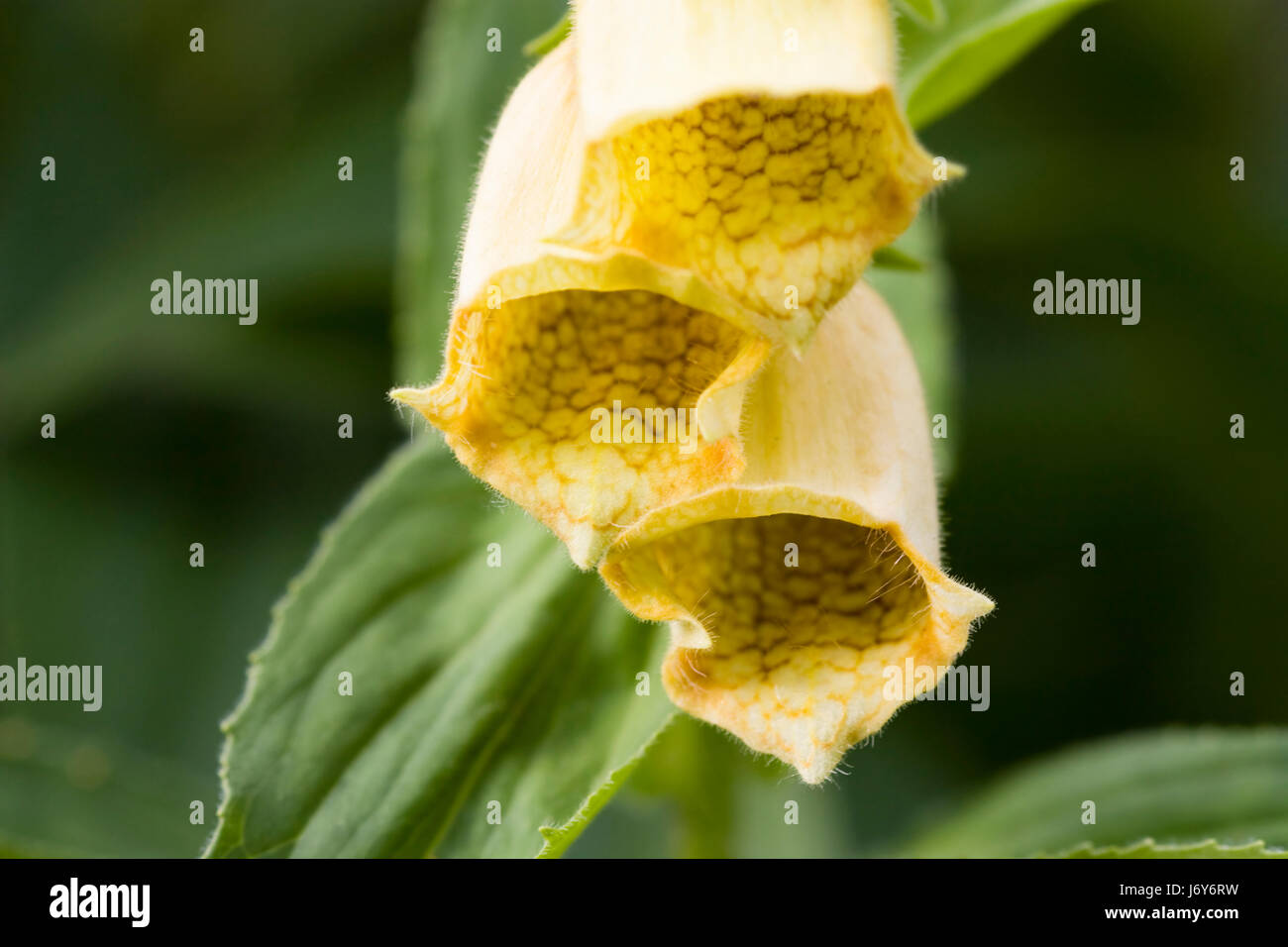 yellow foxglove - digitalis lutea Stock Photo - Alamy