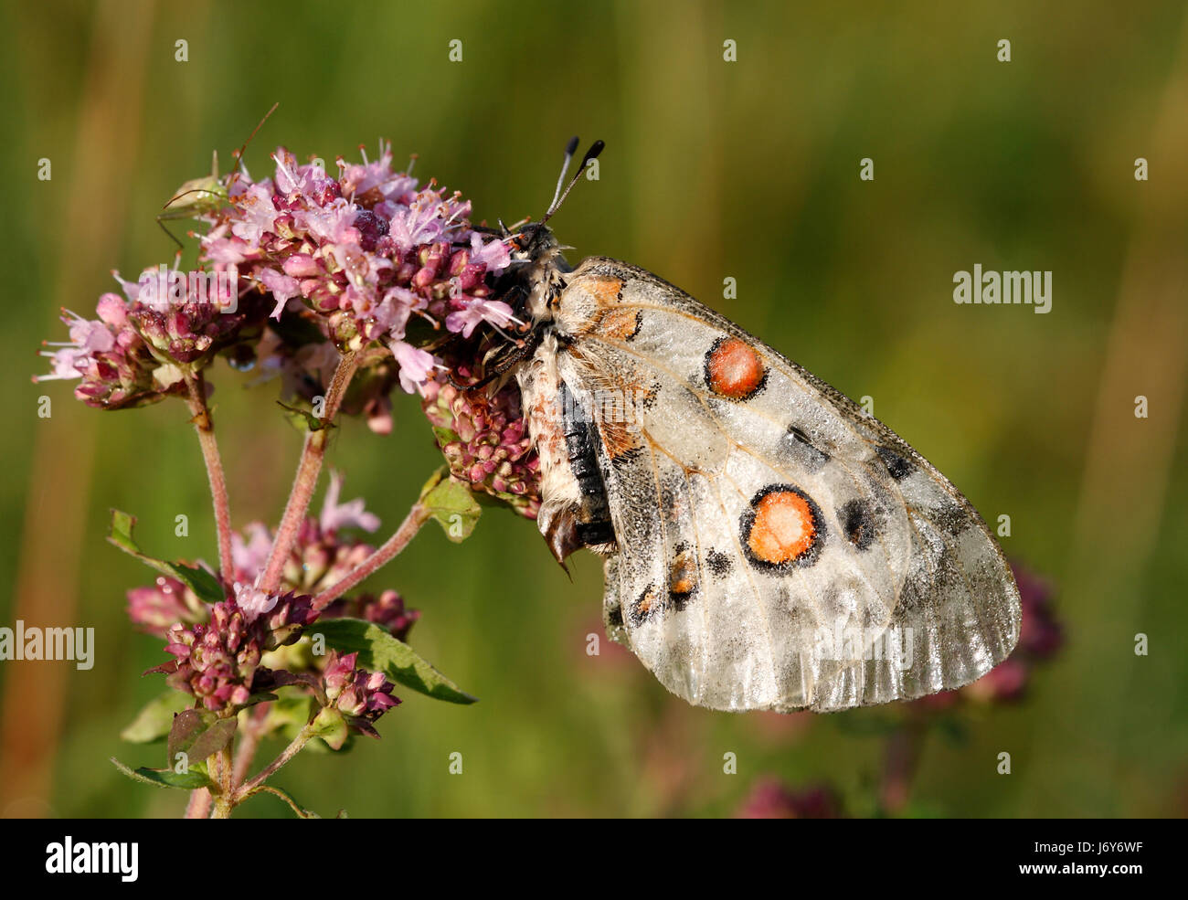 butterfly moth butterfly moth apollofalter ritterfalter parnassius ...