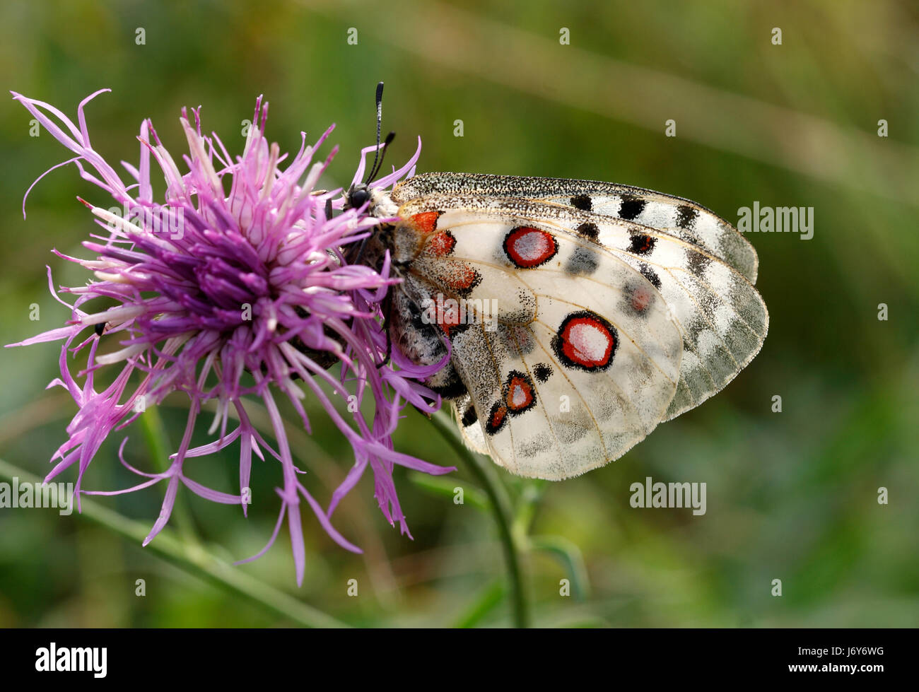 Apollofalter High Resolution Stock Photography and Images - Alamy