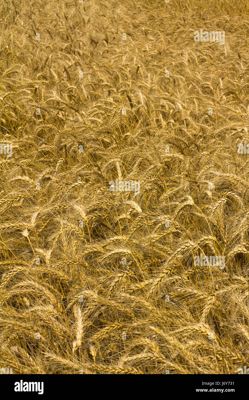 bread art agriculture farming wheat abstract cereal backdrop background ...