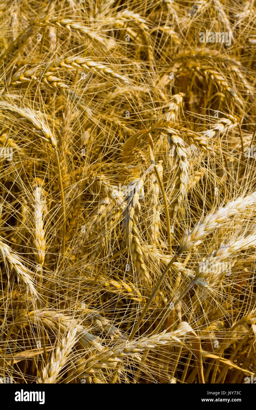 bread art agriculture farming wheat abstract cereal backdrop background ...