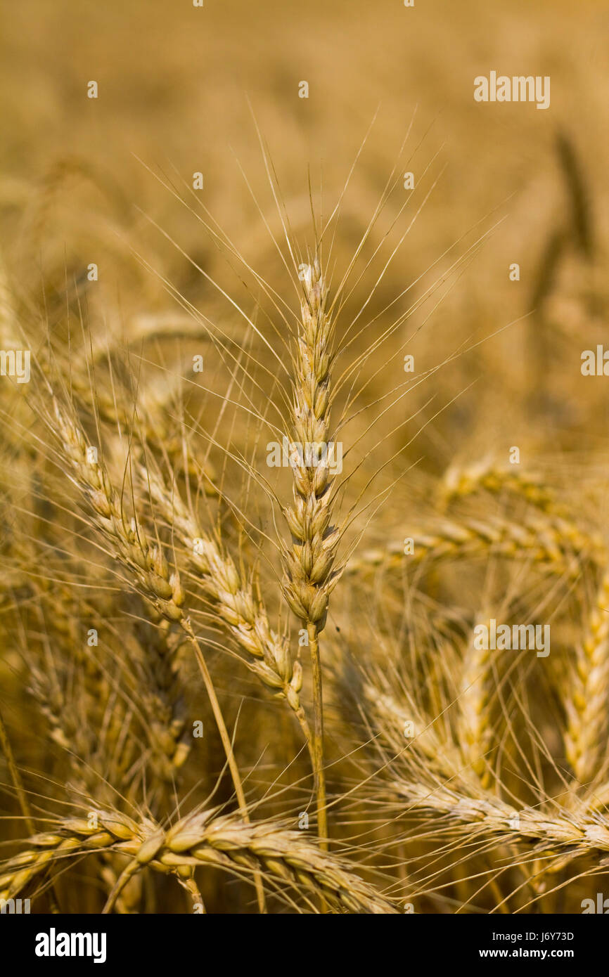 bread art agriculture farming wheat abstract cereal backdrop background ...