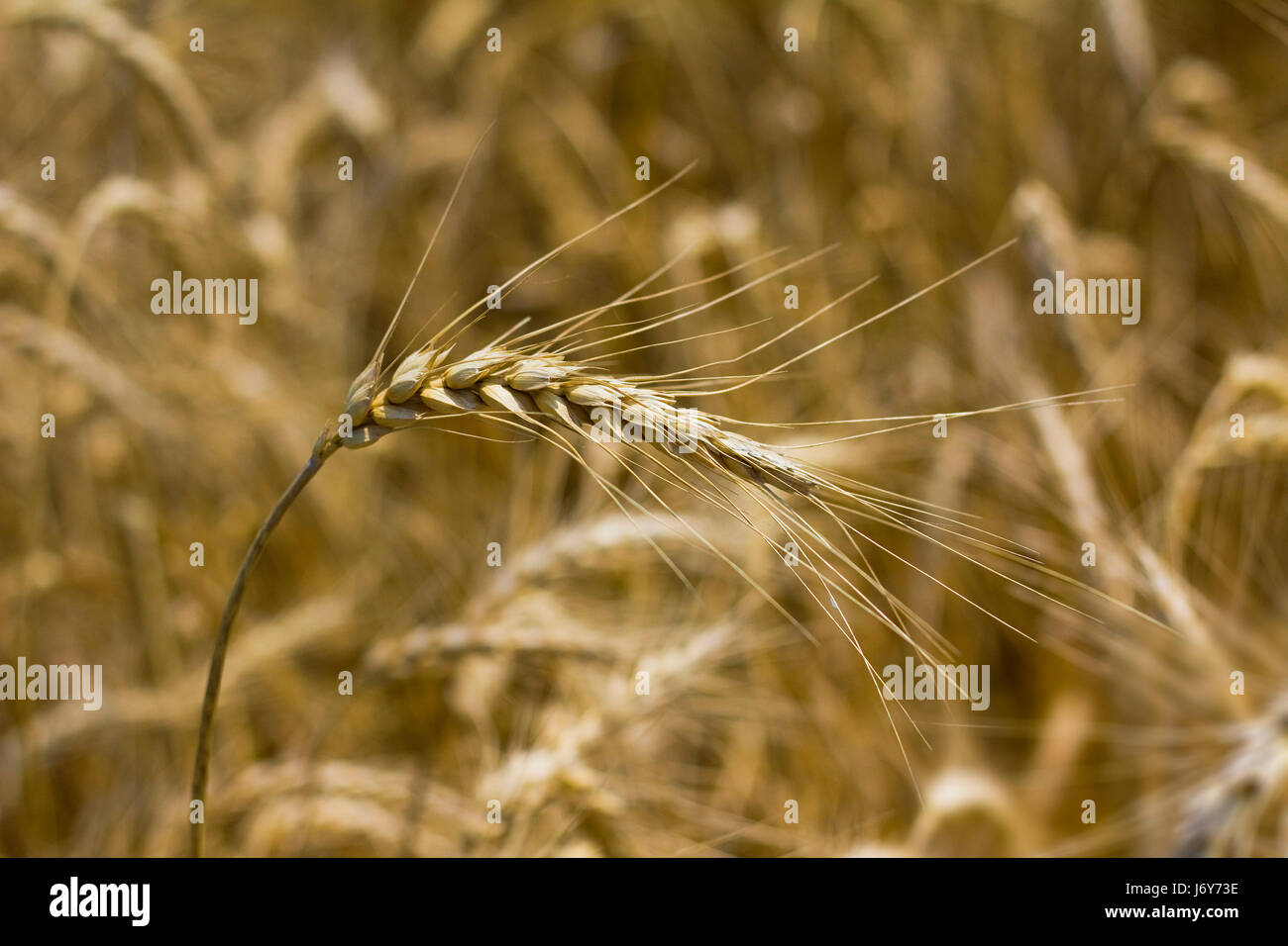 bread art agriculture farming wheat abstract cereal backdrop background ...
