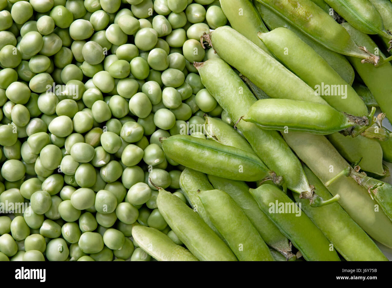 agriculture farming vegetable peas pod heap organic bean pile plant ...
