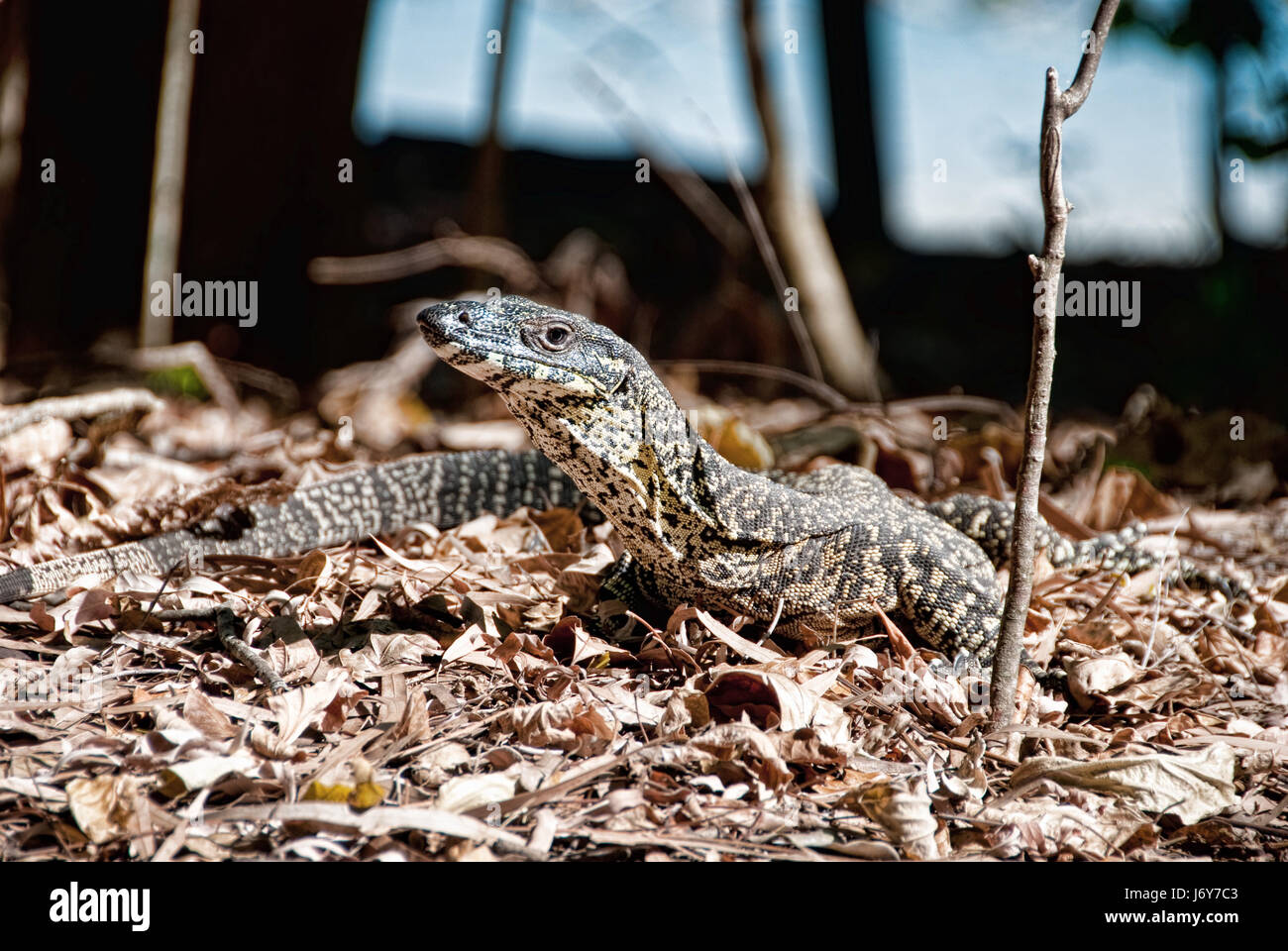 Goanna eating High Resolution Stock Photography and Images - Alamy