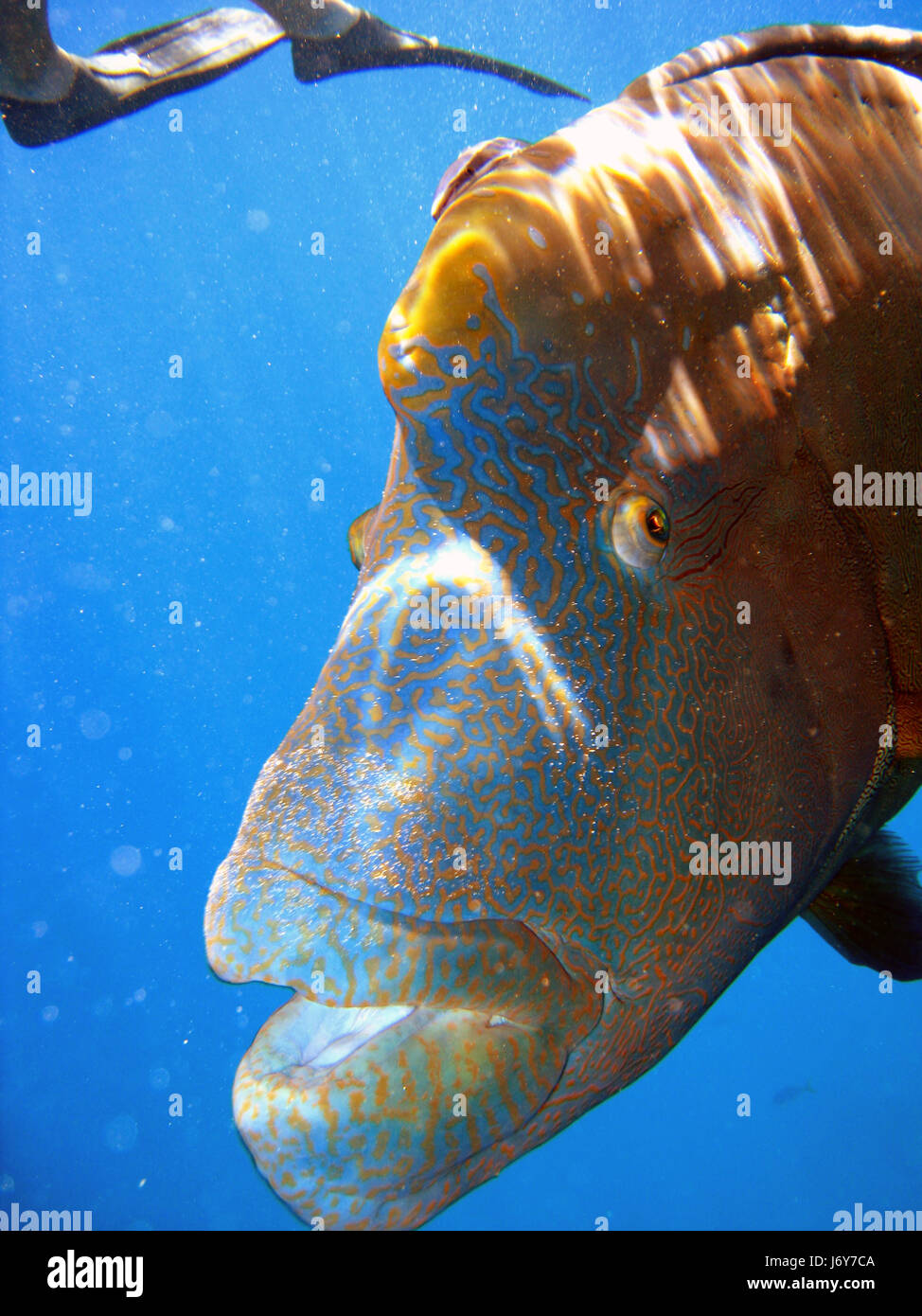 Australian clownfish hi-res stock photography and images - Alamy