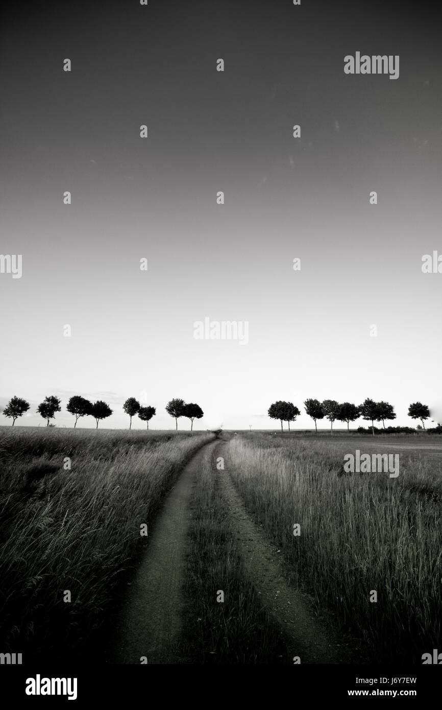 tree trees field path way meadow grass lawn green dismal nothing ...