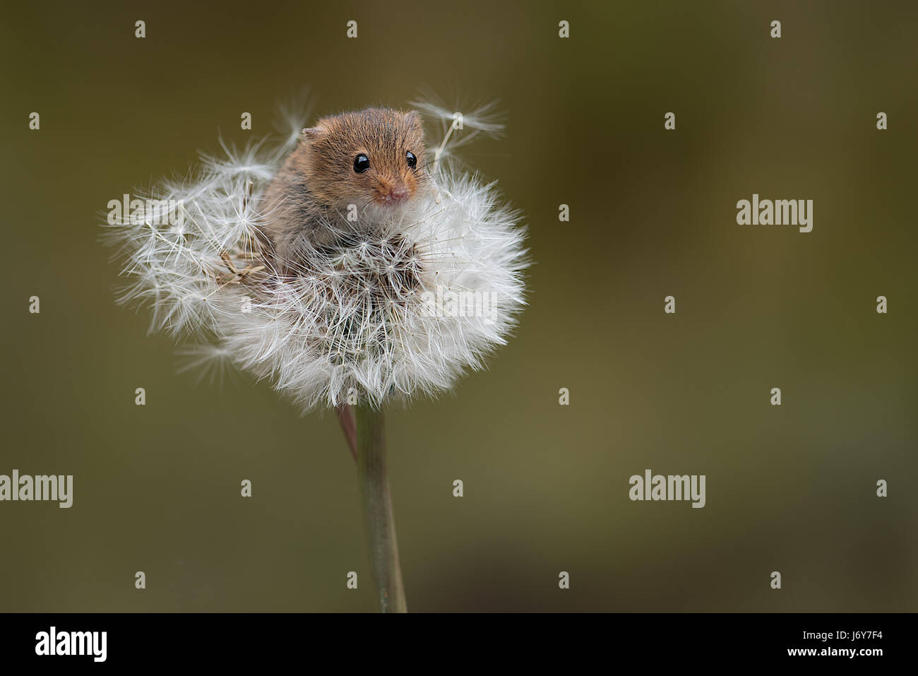 A small harvest mouse balancing on the top of a dandelion clock looking ...