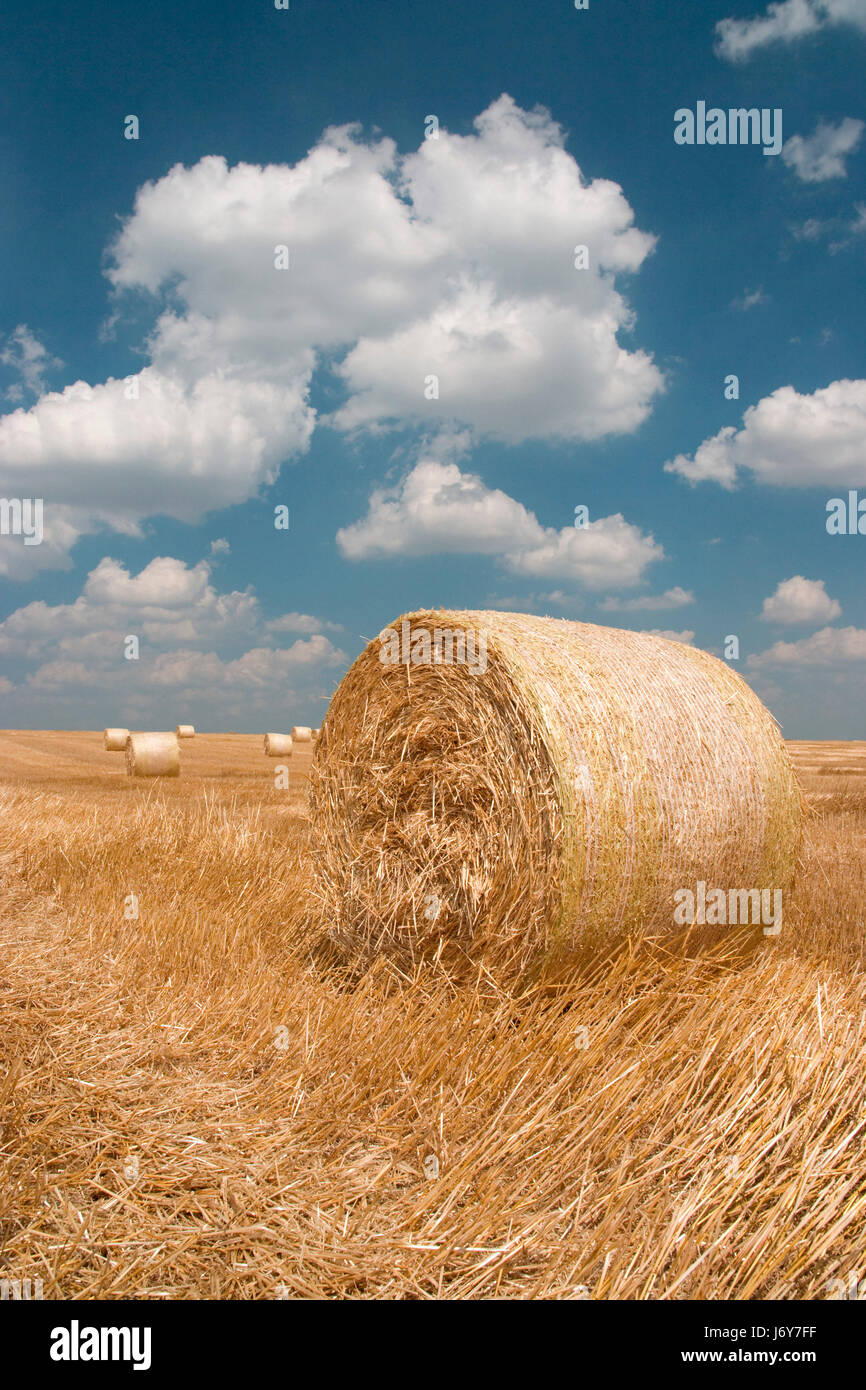 agriculture farming corn harvested haystack ground soil earth humus ...