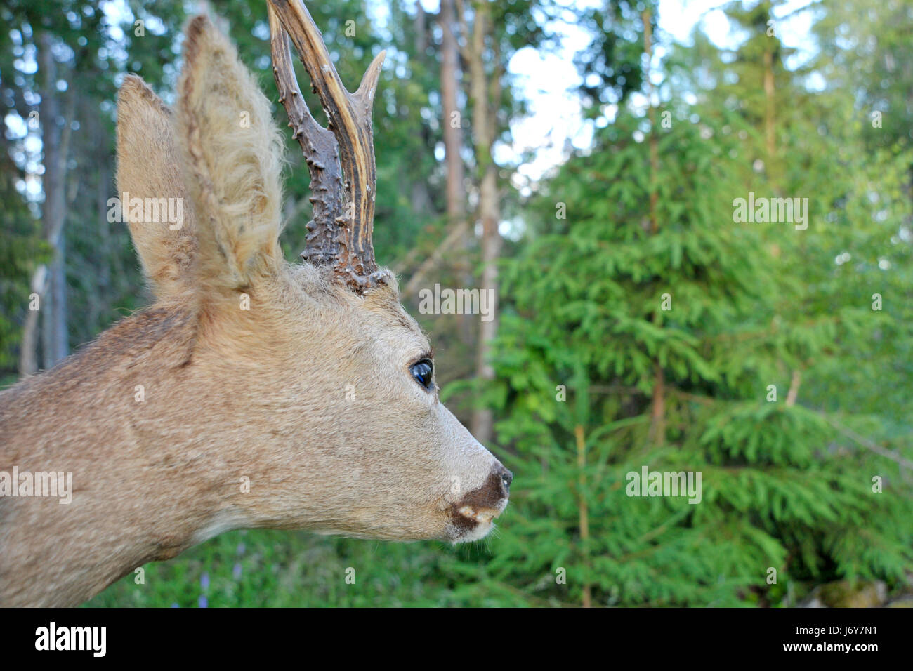 tree animal roebuck roe hunting chase forest nature hart stag tree ...