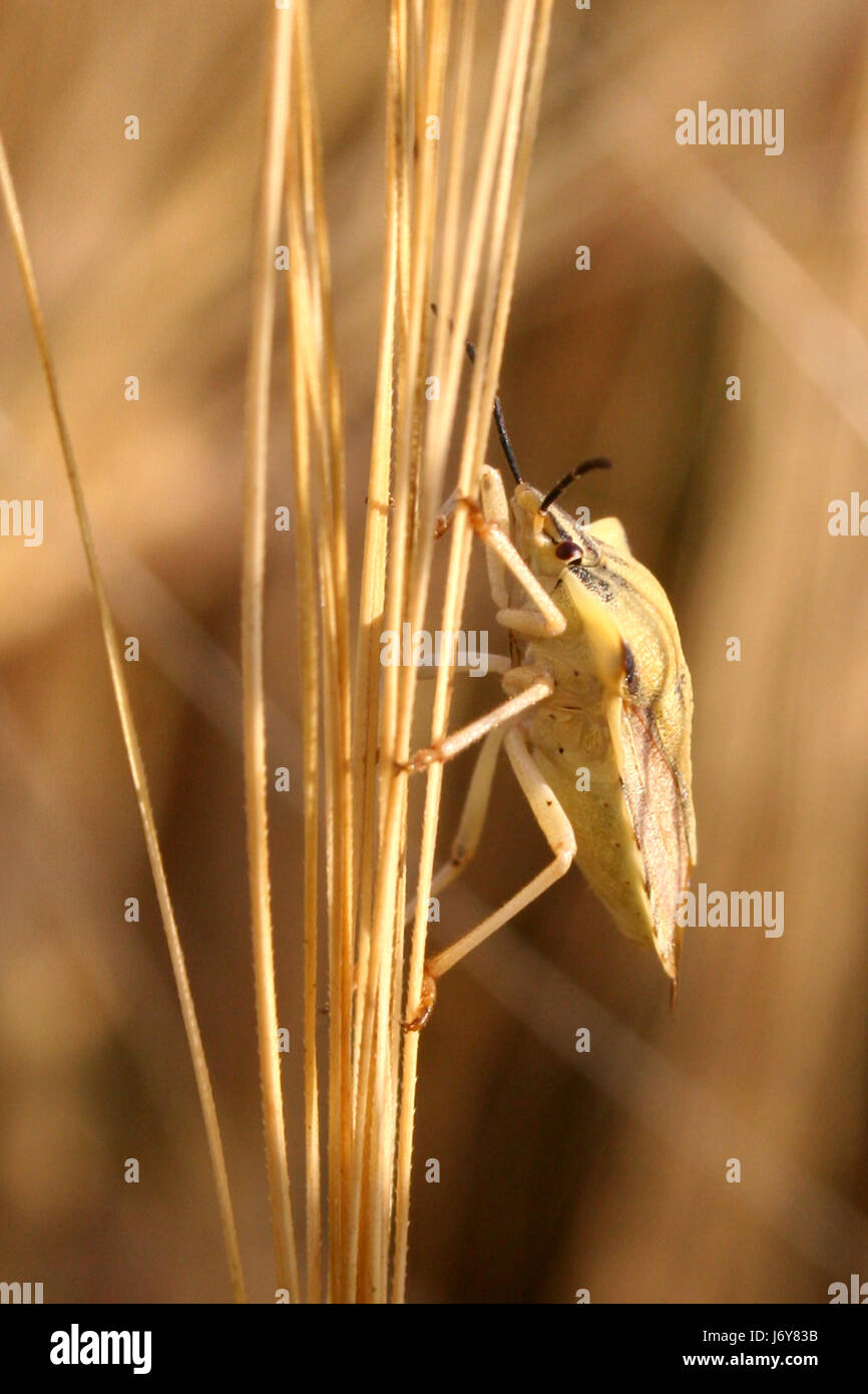 animal insect field bug varmint parasite meadow grain cereal legs shine ...