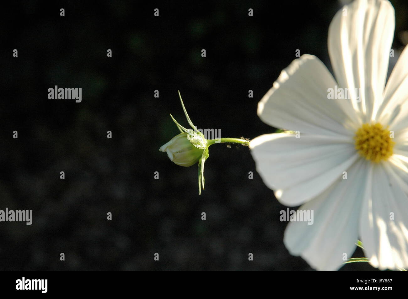 bud and bloom Stock Photo - Alamy