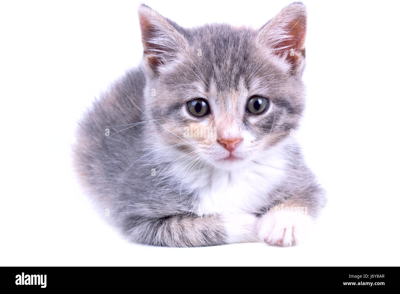 isolated animal pet cub baby cat baby kitten adorable pussycat cat ...