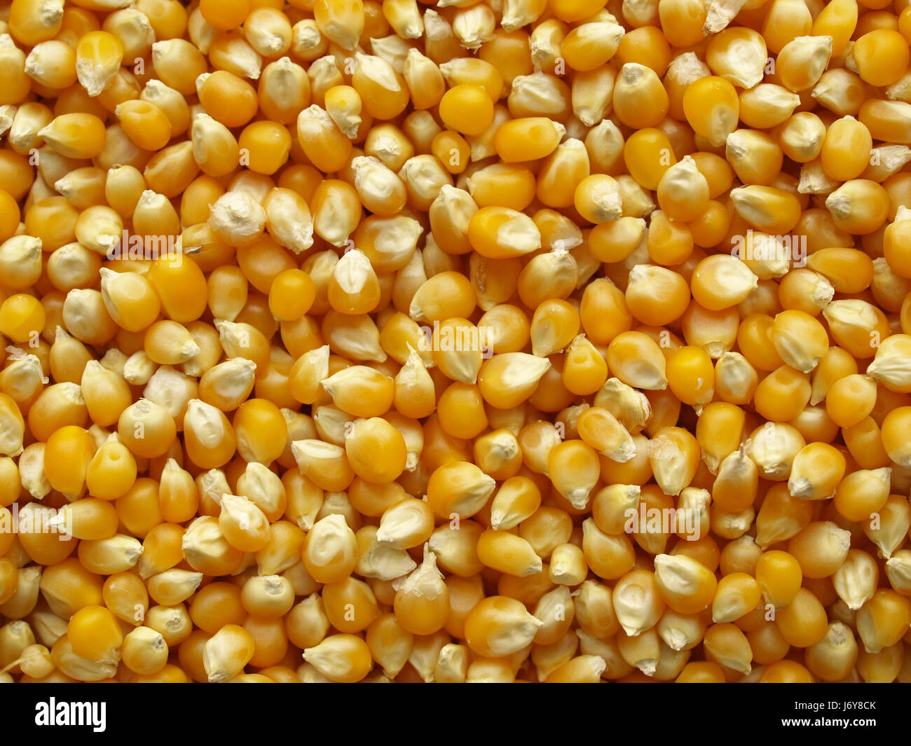 tree agriculture farming grain corn cereal backdrop background nature ...