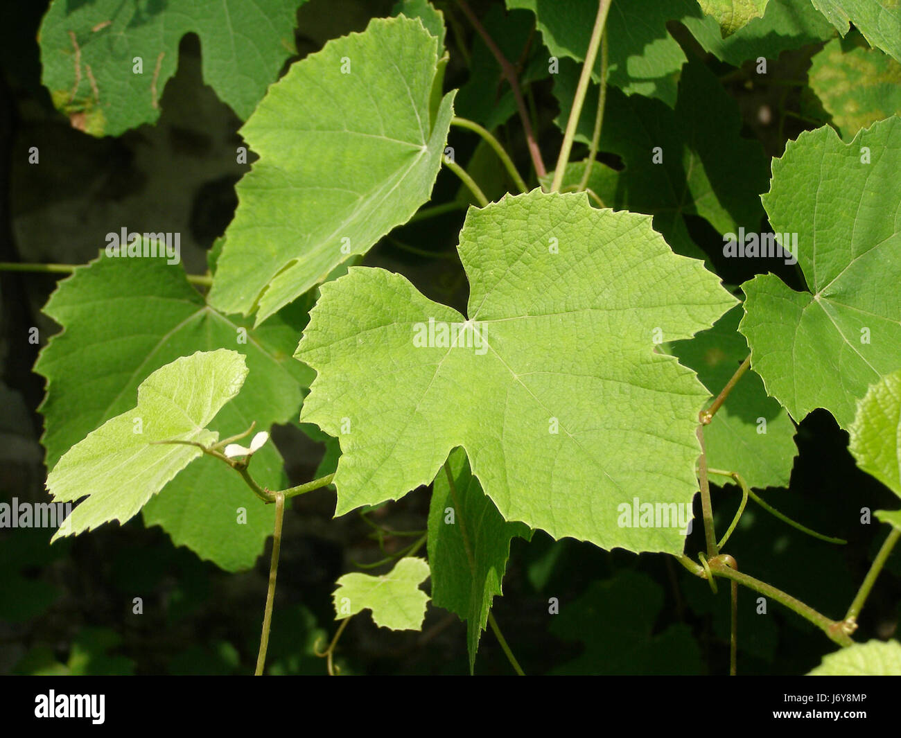 agriculture farming wine viticulture climber vine grape vine grape-vine ...