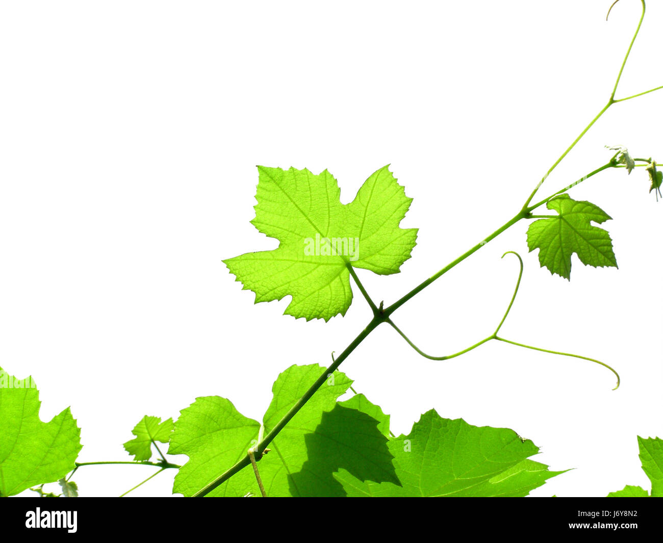 agriculture farming wine viticulture climber vine grape vine grape-vine ...