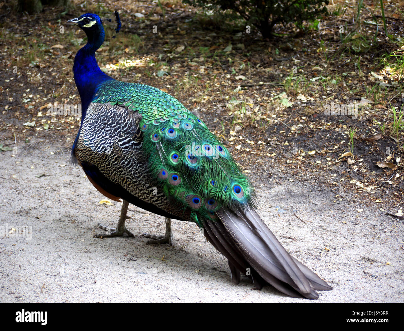 pfauenhahn on way Stock Photo - Alamy