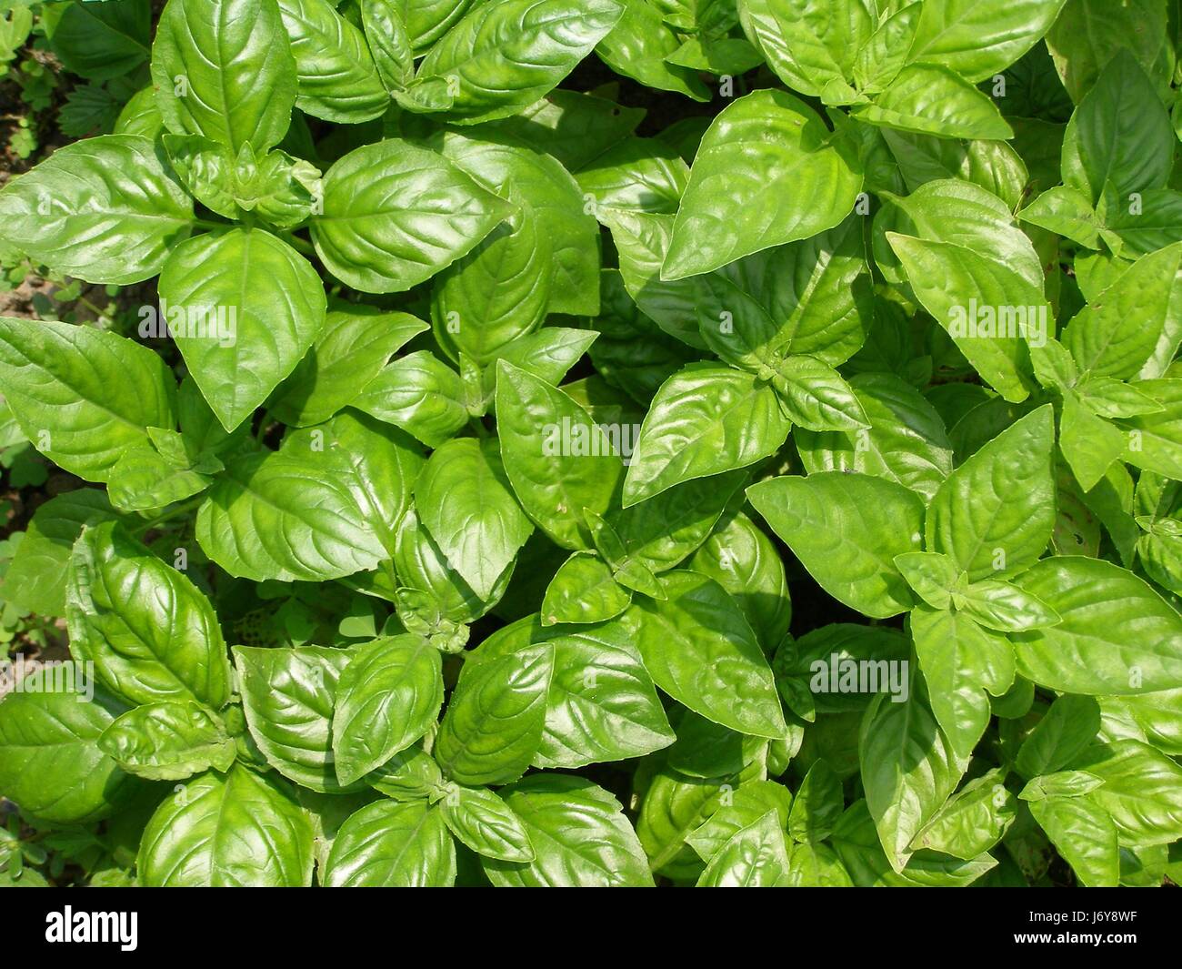 food aliment water mediterranean salt water sea ocean italian ...