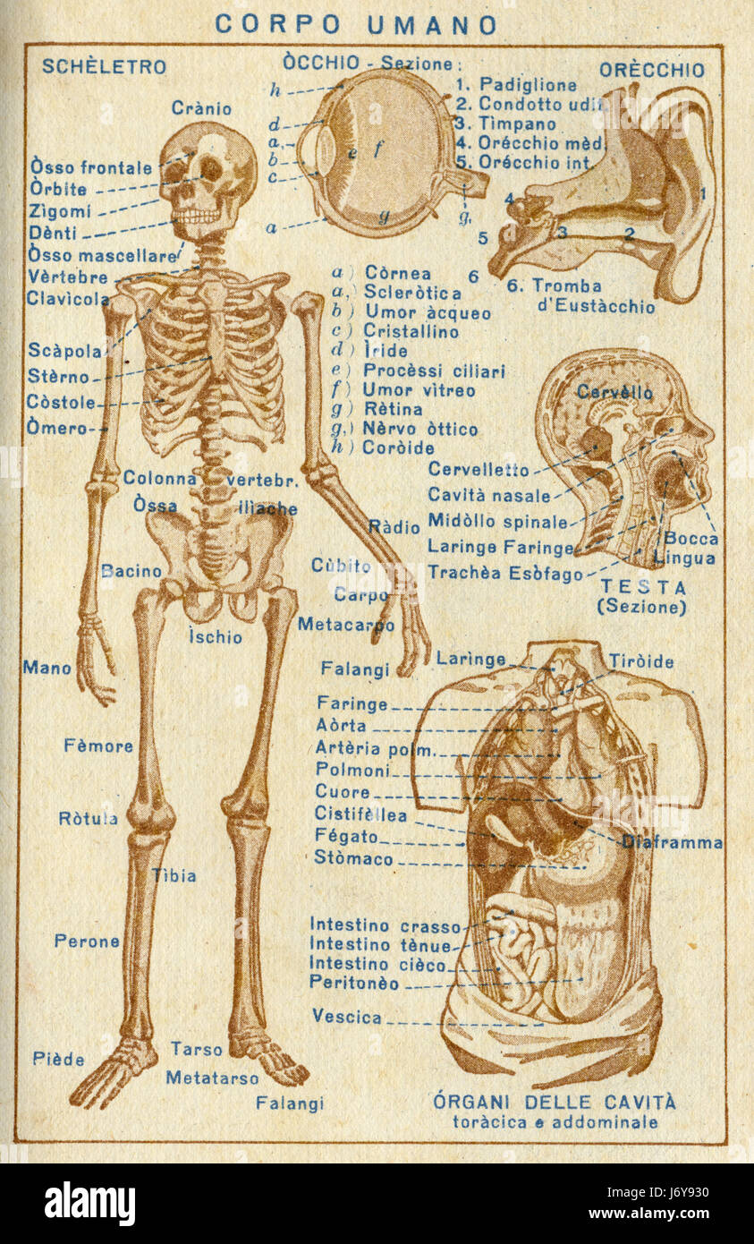 sepia human human being vintage illustration retro old ancient body ...