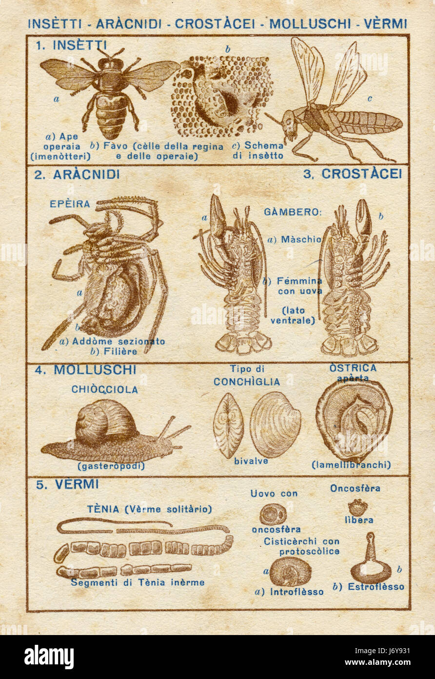 animal insect sepia vintage illustration retro old ancient animal ...