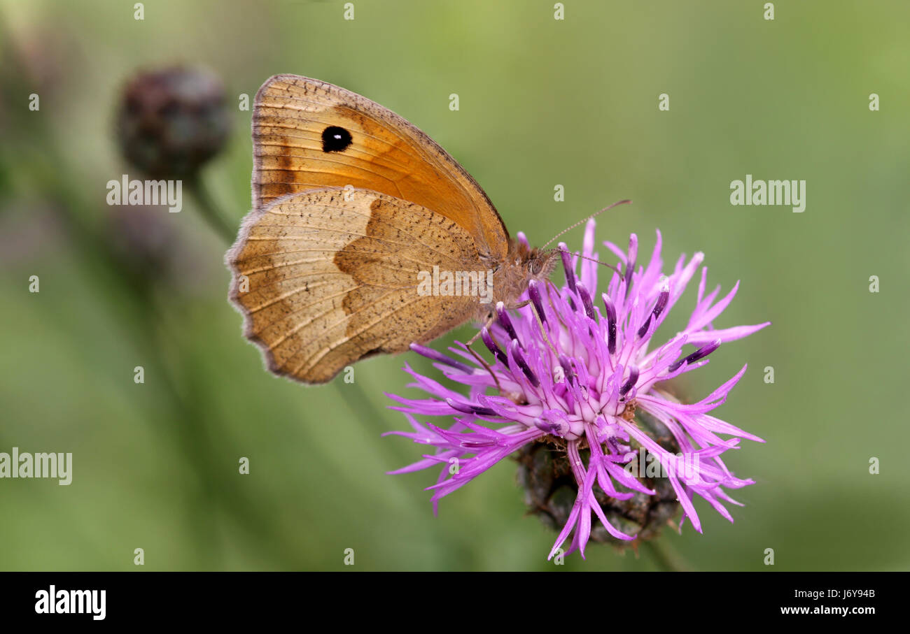 maniola jurtina [meadow brown] Stock Photo - Alamy