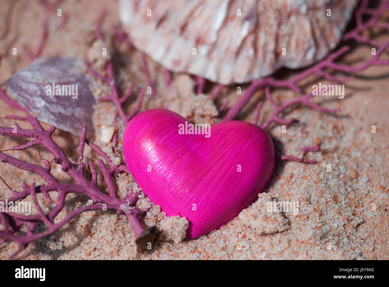 maritime beach seaside the beach seashore shell love in love fell in ...