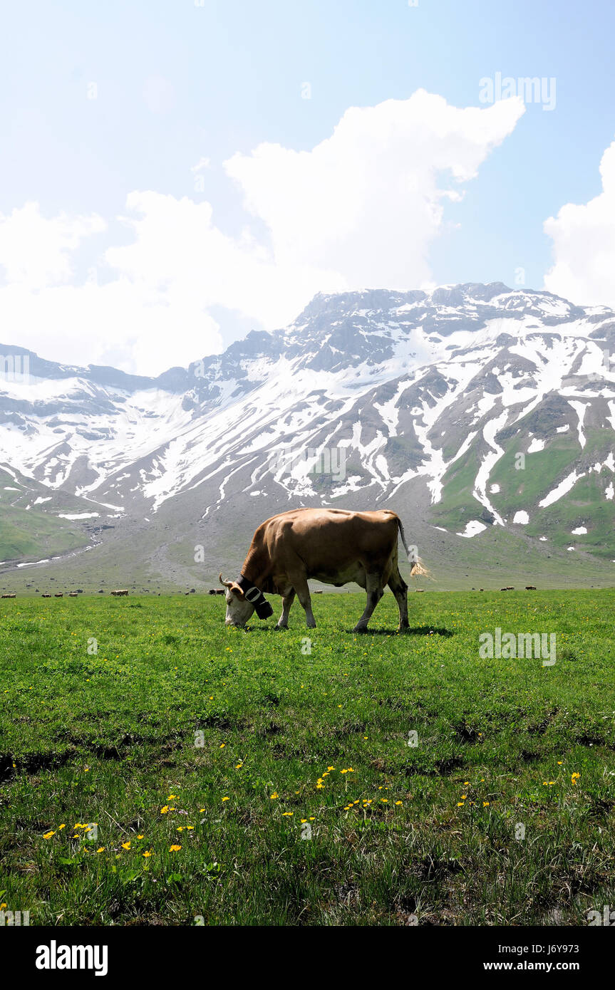 mountains alps switzerland cow meadow mountains agriculture farming ...