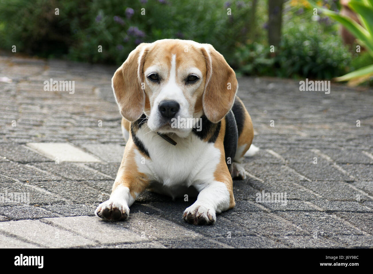 friendly kind contented dog hound meditative brown brownish brunette ...