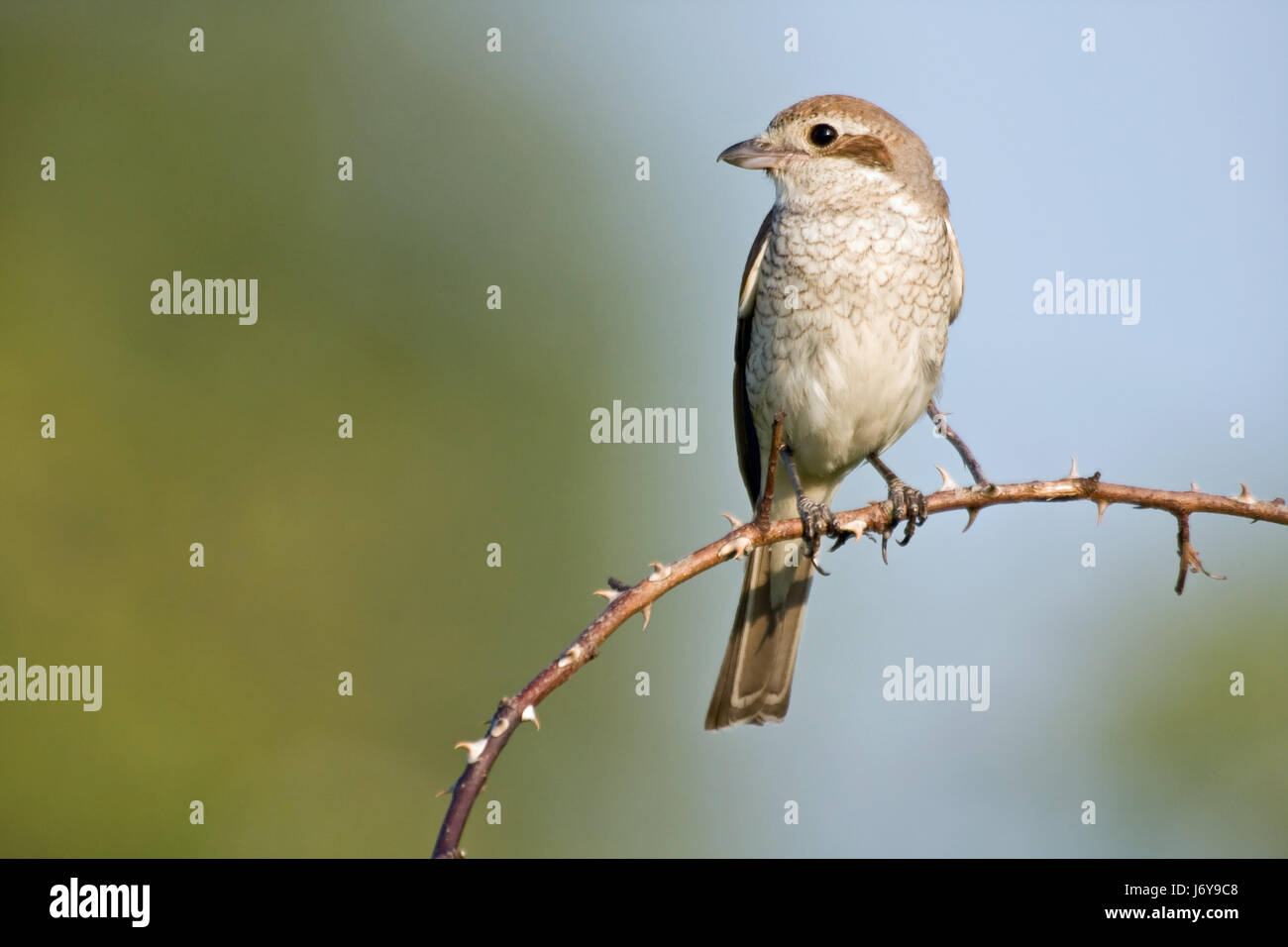 profile female bird birds branch frontally side glance singing-bird ...