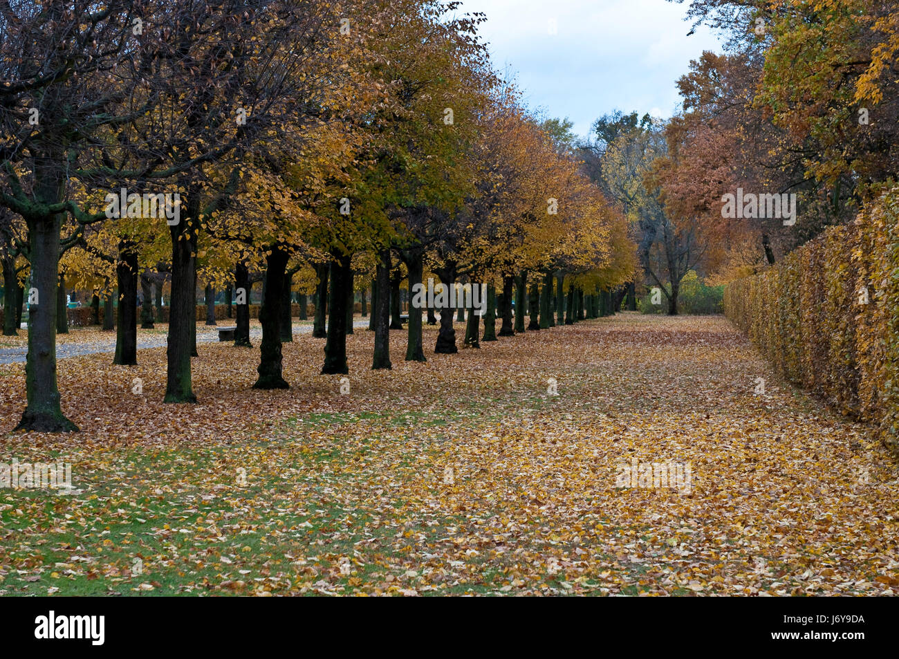 leaf tree park row hedge avenue leaves foliage fall autumn leaf tree ...