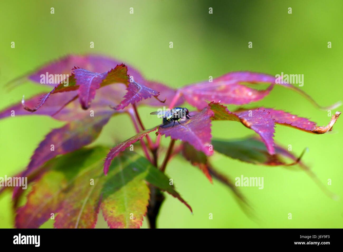 flies animal insect wing fly suck eggs buzz suckle garden flies animal ...